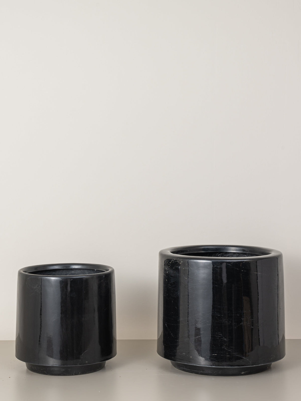 Ficus Panda Cone - Ficus Diversifolia | Shaped Outdoor Plants | growhub AE