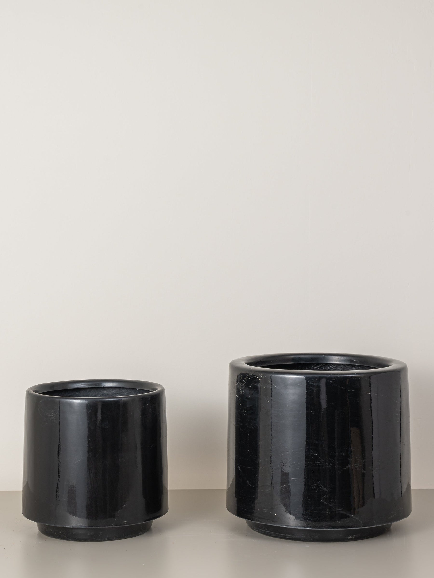 Ficus Panda Cone - Ficus Diversifolia | Shaped Outdoor Plants | growhub AE