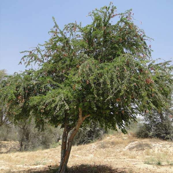 Manilla Tamarind - Pithecellobium Dulce | Fruiting Outdoor Plants ...