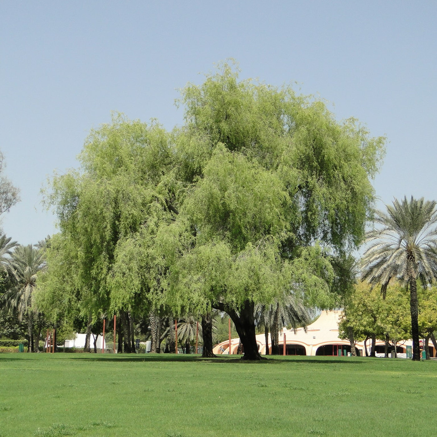 Ghaf Tree - Prosopis Cineraria | Trees - Outdoor Plants | growhub AE