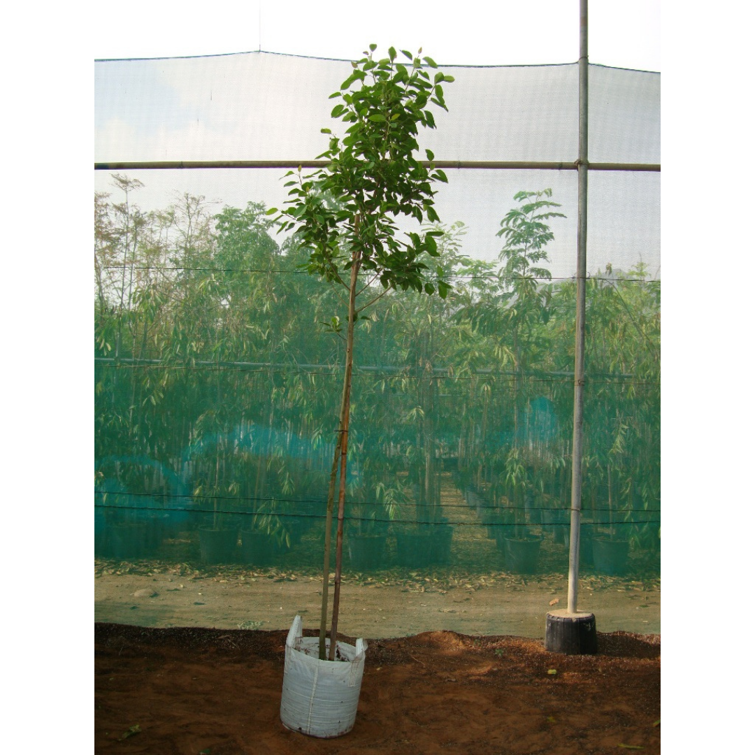 White Fig - Ficus Infectoria | Trees - Outdoor Plants | growhub AE