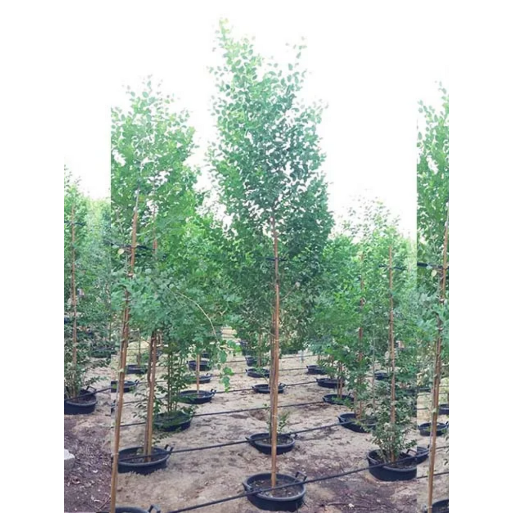 Sidr Tree - Ziziphus Spina-Christi | Fruiting Outdoor Plants | growhub AE