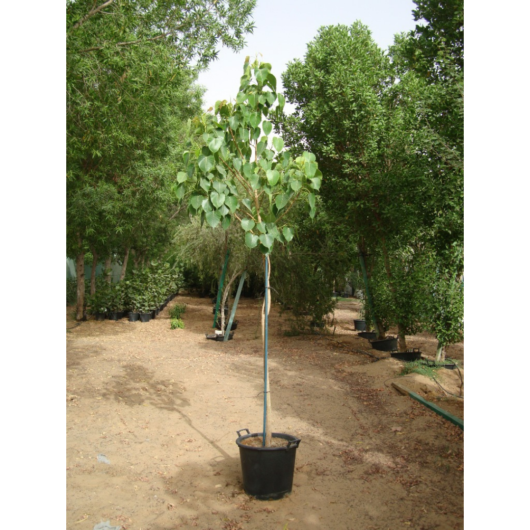 Sacred Fig - Ficus Religiosa | Trees - Outdoor Plants | growhub AE