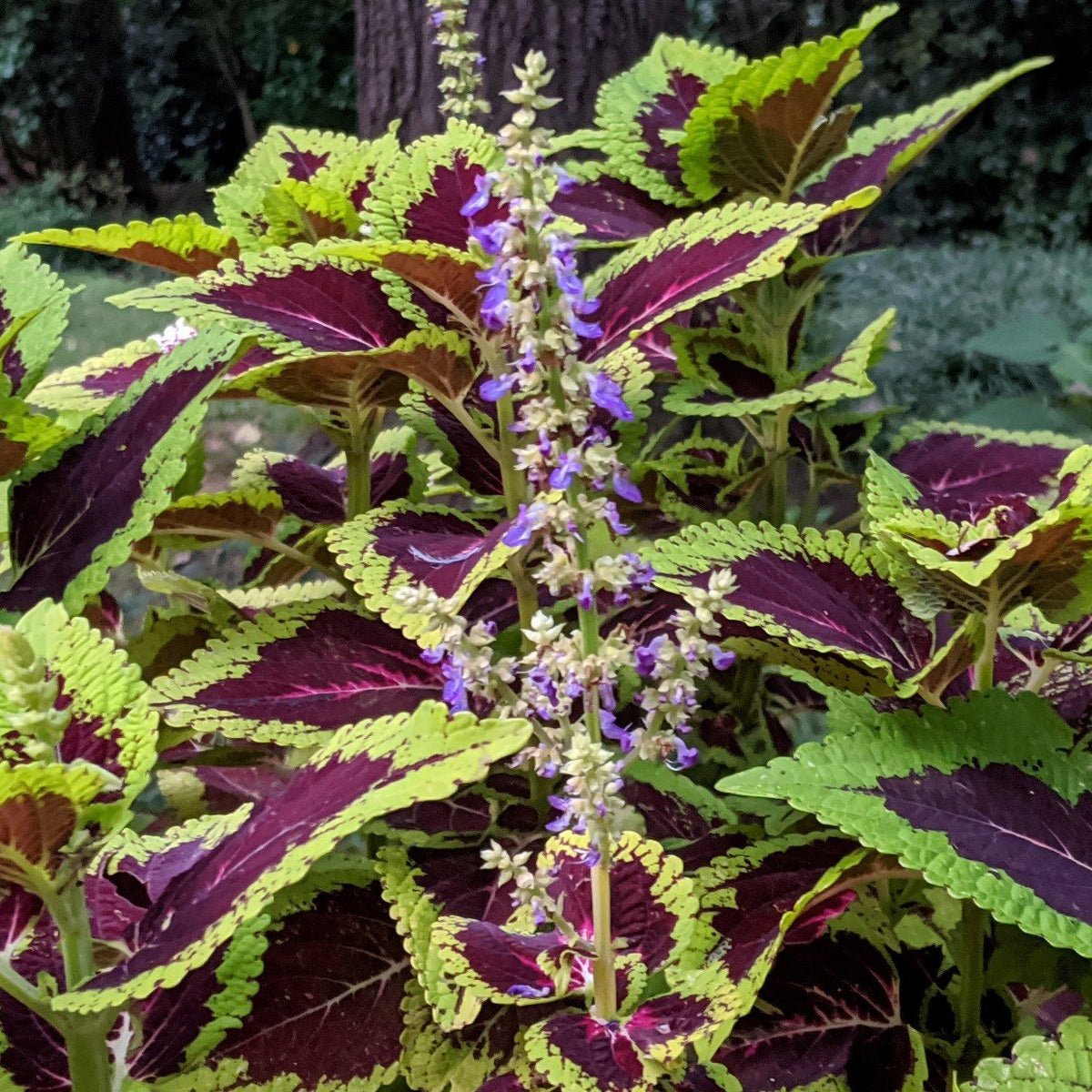 Coleus | Flower Seeds | growhub AE
